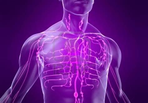 Sistema Linfatico Sistema Linfatico