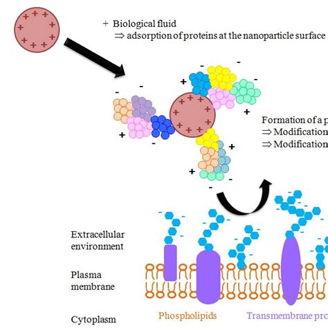 Pdf Electrostatic Interactions Favor The Binding Of Positive Nanoparticles On Cells A