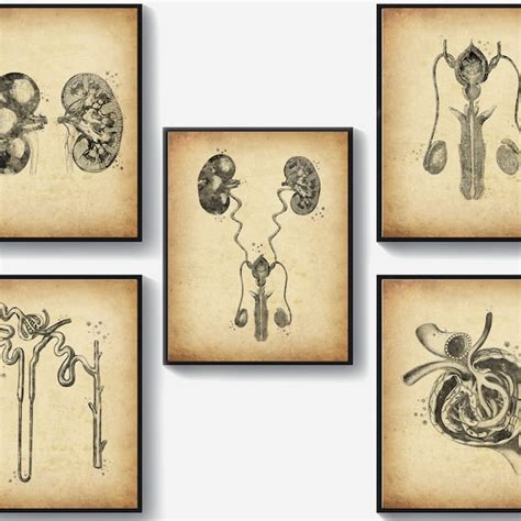 The Urinary System Poster Etsy