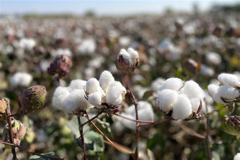Colonial Cotton Plant