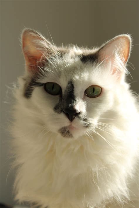 Petey By Mulangoose On Deviantart