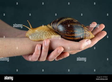 Big Brown Snail Achatina On Hand The African Snail Which Is Grown At