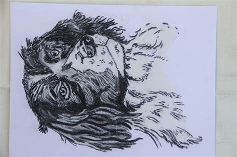 Drentsche Parijshond Getekend Met Houtskooldoor Elly Brugman