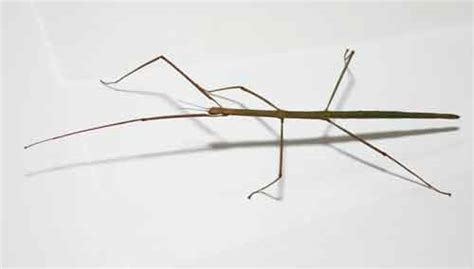 Phasmatodea Stick And Leaf Insects