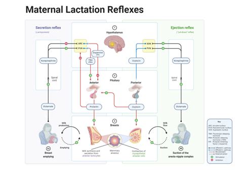 Reflex Arc Definition Components Functions