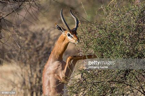 The Gerenuk Photos And Premium High Res Pictures Getty Images