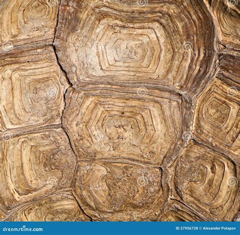 Turtle Shell And Pottery Vessels Kichwa Community Of Sani Isla In The