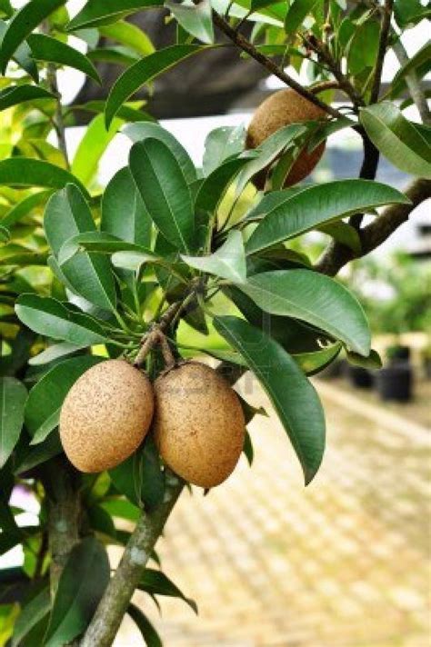 Sapodilla Tree Buah Ciku Fruit Garden Fruit Plants Tropical Fruits
