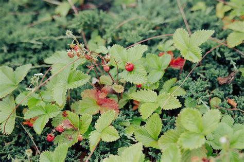 Wild Strawberries Growing In Natural Forest Ground Macro View Of