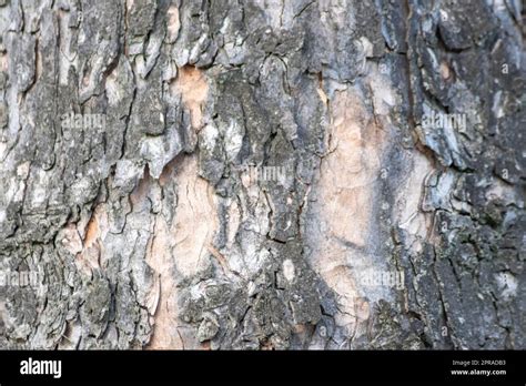 Tree Bark With Fine Natural Structures And Patina Of Rough Tree Bark As Natural And Ecological