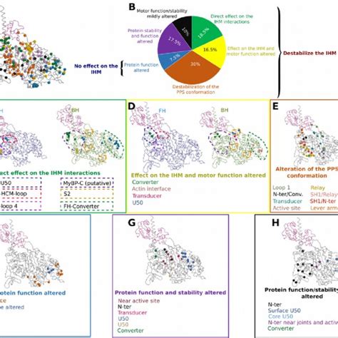 Structural And Functional Consequences Of Hcm Mutations A Represent Download Scientific