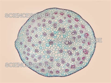 Light Micrograph Of Corn Stem Stock Image Science Source Images