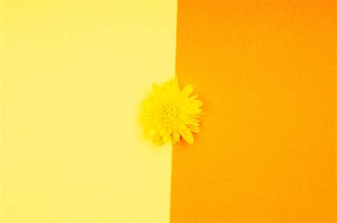 Flower Decoration Background Free Photo On Pixabay Pixabay
