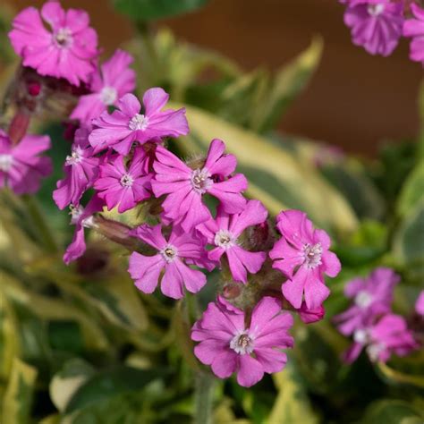 Silene Valley High Catchfly Jumbo Plugs Hardy Perennial Easy To Grow Your Own Sun Loving Garden