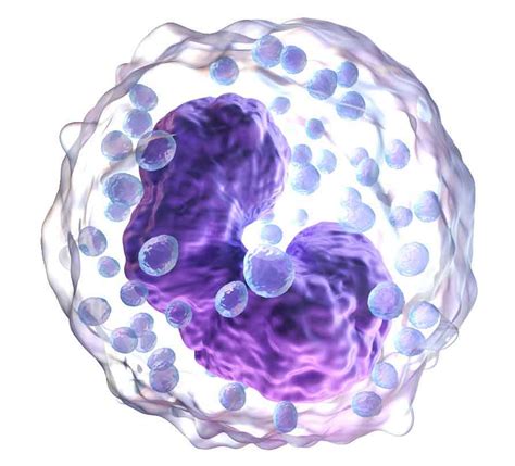 O Que Sao Basofilos Revoeduca