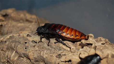 Madagascar Hissing Cockroaches Elmwood Park Zoo