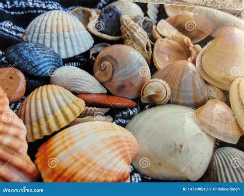 Shells Stock Image Image Of Shells Greece Ocean Summer 147808513