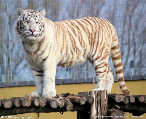 白虎摄影图 野生动物 生物世界 摄影图库 昵图网