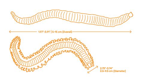 Bearded Fireworm Hermodice Carunculata Dimensions And Drawings
