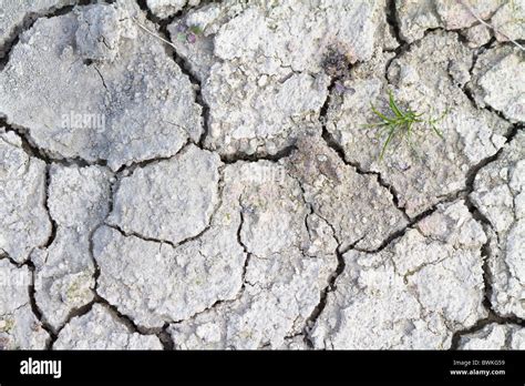 A Single Grass Plant Struggles To Survive On Baked Cracking Earth In A