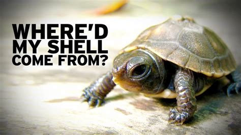Do Turtle Shells Heal