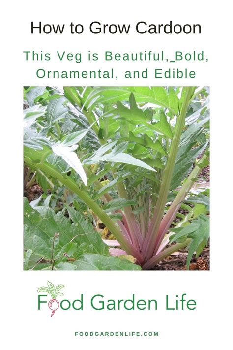 Want A Bold Vegetable Grow This Promethean Plant The Cardoon — Food