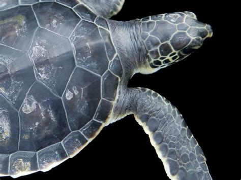 Green Sea Turtle Shell Pattern