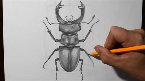 Stag Beetle Drawing
