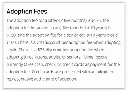 How Much Does It Cost To Adopt A Cat I Tracked Every Expense For 6