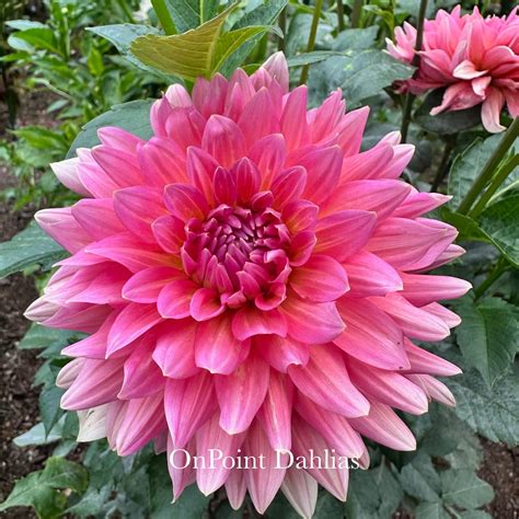 Kenora Lisa Onpoint Dahlias