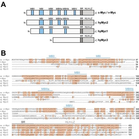 Structural Relationship Of Human And Hydra Myc Proteins A Schematic
