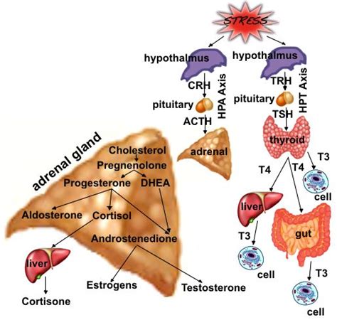 Dhea Adh Adrenals Thyroid Biotoxin Journey