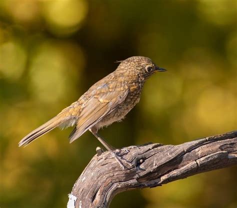 Thread Identification Guide Master Guide