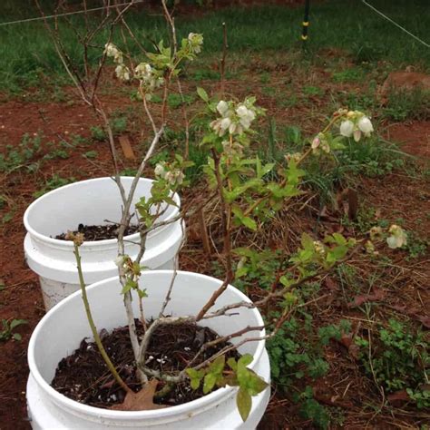 10 Best Crops To Grow In Containers To Maximize Space Mranimal Farm