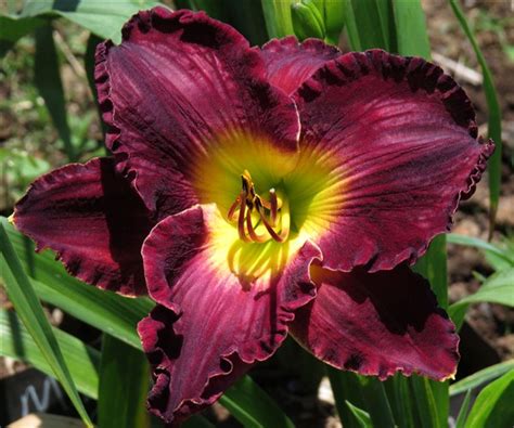 Midnight Raider Mooiplaas Iris And Daylilies