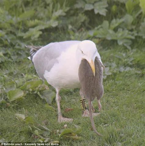 Down The Hatch Stomach Churning Moment A Seagull Attempts To Swallow A