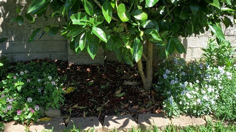 Orange Tree Roots Exposed At Harrison Humphery Blog