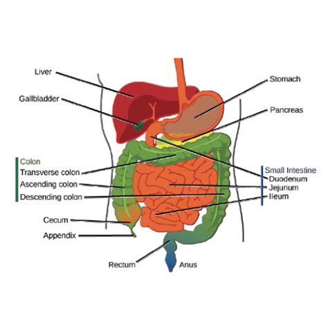 Biology Chapter 6 The Mammalian Digestive System