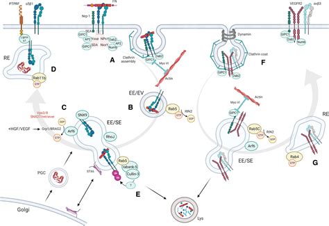 Integrin Dependent Cellmatrix Adhesion In Endothelial Health And