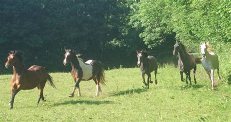 Mini Herd 3 By Tralissaandalusians On Deviantart