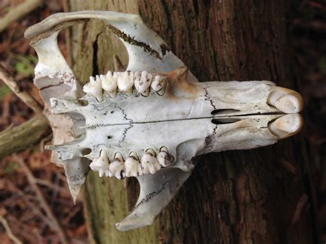Woodchuck Front Teeth