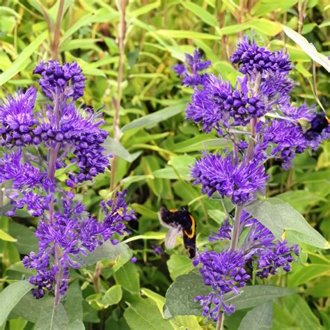 Caryopteris X Clandonensis ‘dark Knight Pot Size 3l Bluebeard The