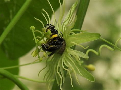 Protandrena Passiflorae From Franz Park St Louis Mo Usa On June 23 2023 At 1011 Am By
