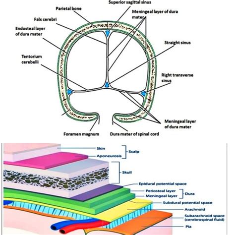 S2l2 Anatomy Of Nerves System Flashcards Quizlet
