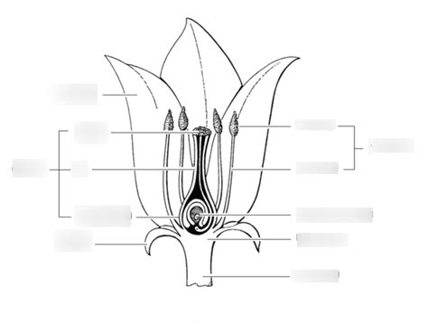 Plant Diagram Quizlet