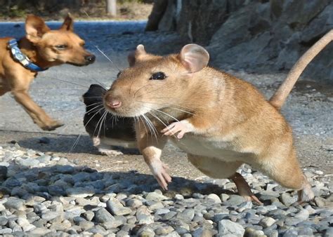 ネズミ駆除の強い味方は犬？犬の力を借りた駆除方法を紹介
