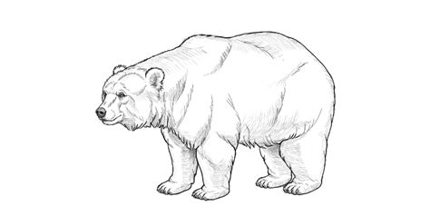 Cómo Dibujar Un Oso Envato Tuts