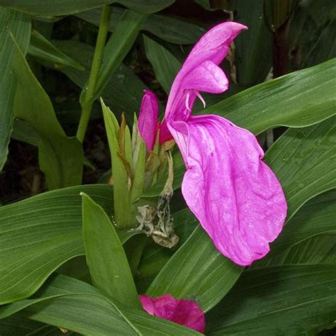 Roscoea Purpurea Bulbe Calibre I Jardiland