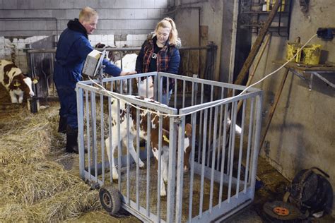 Microalgae For The Replacement Of Antibiotics In Livestock Production