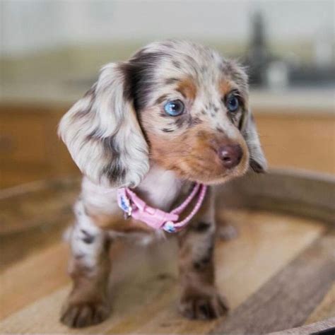 Dapple Dachshund Long Haired In 2022 Dapple Dachshund Dapple